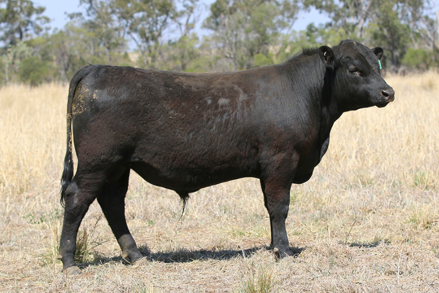 Lot 11 - JK CATTLE CO TENDER T698 | AuctionsPlus