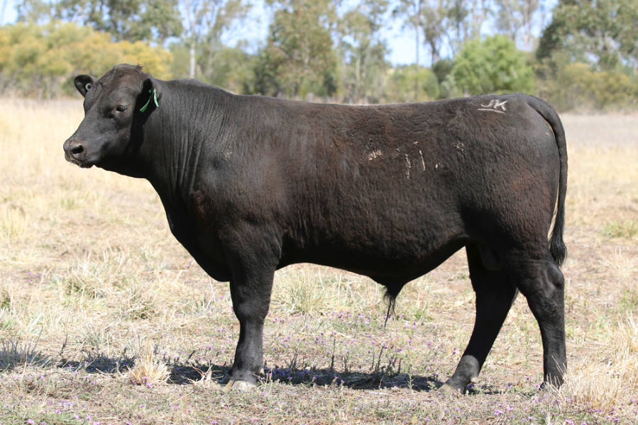 Lot 13 - JK CATTLE CO TWO-STEP T711 | AuctionsPlus