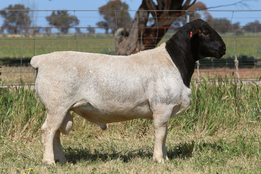 Lot 10 - DELL DORPERS 220258 | AuctionsPlus