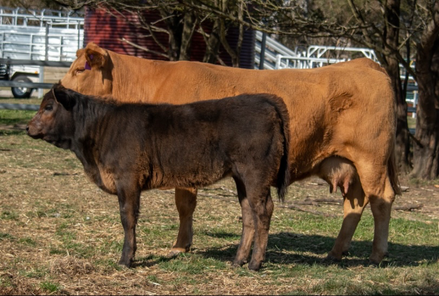 Lot 22 - BIRUBI NIMO GIRL N115 (MATPN115) (PP A | AuctionsPlus