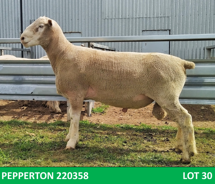Lot 30 - PEPPERTON-220358 | AuctionsPlus