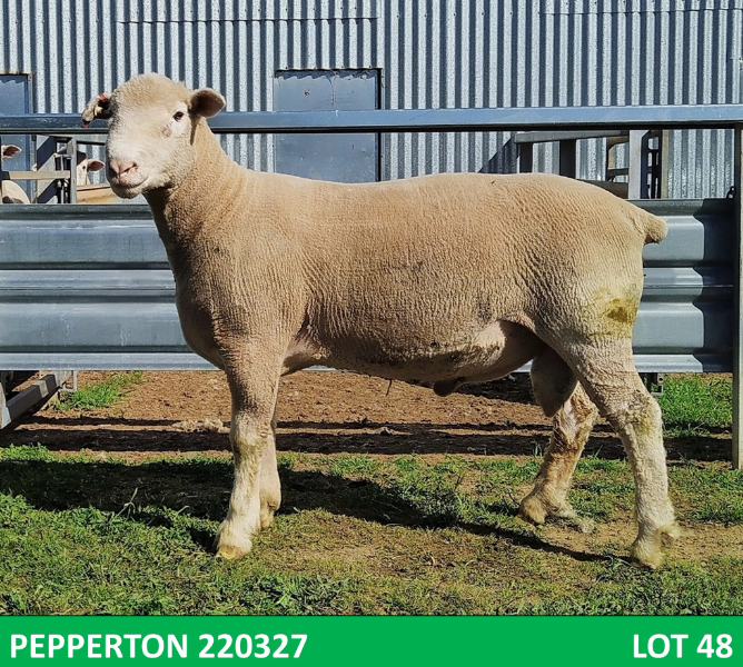 Lot 48 - PEPPERTON-220327 | AuctionsPlus
