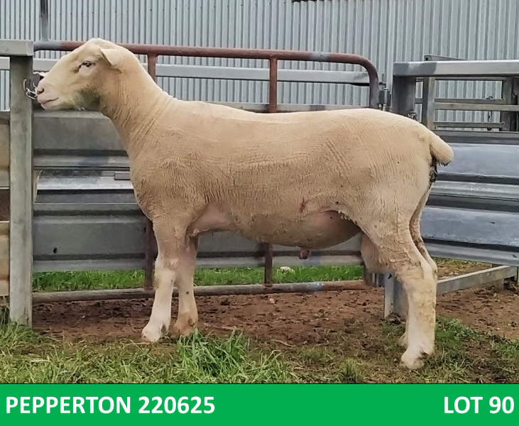 Lot 90 - PEPPERTON-220625 | AuctionsPlus