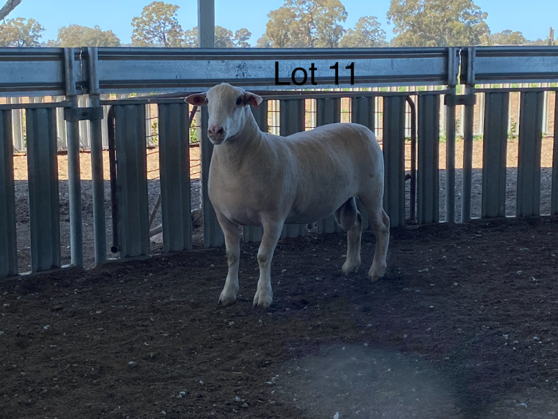 Lot 11 - Tag 801 | AuctionsPlus