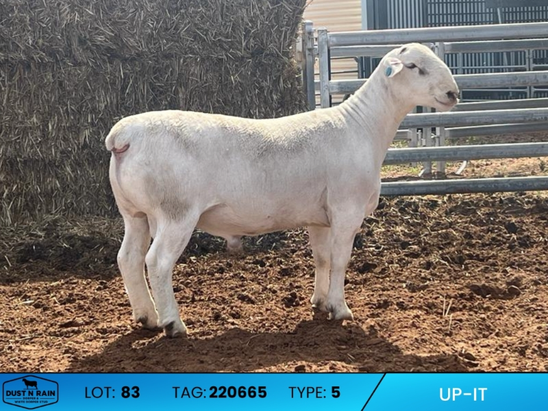 Lot 83 - Tag 22-0665 | AuctionsPlus