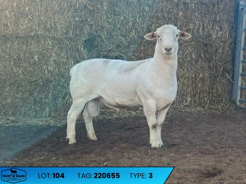 Lot 104 - Tag 22-0655 | AuctionsPlus