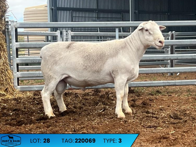 Lot 28 - Tag 22-0069 | AuctionsPlus