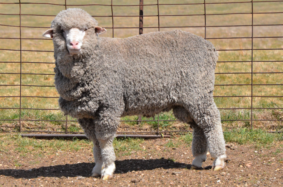 Lot 13 - GREENLAND MERINO STUD RAM 22P040 | AuctionsPlus