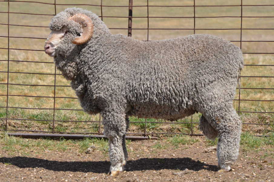 Lot 20 - GREENLAND MERINO STUD RAM 220894 | AuctionsPlus