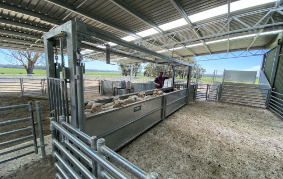 Lot 2 - ProWay 6m Permanent Bulk Sheep Handler | AuctionsPlus