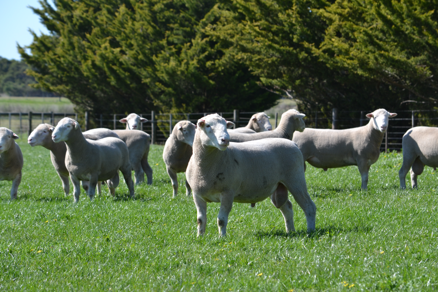 Lot 7 - Shellal 220123 Poll Dorset Flock Ram | AuctionsPlus