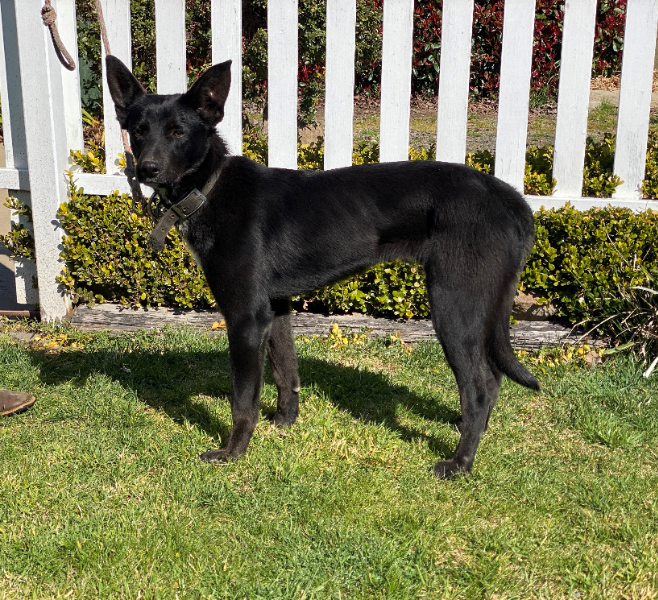 Lot 63 - Capree Kelly | AuctionsPlus