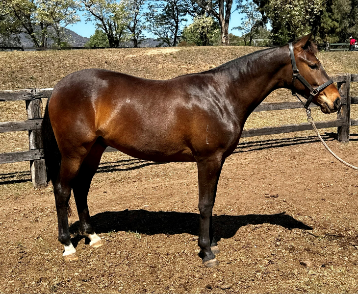 Lot 19 - THOMPSONS SIDE STEP - HSH | AuctionsPlus