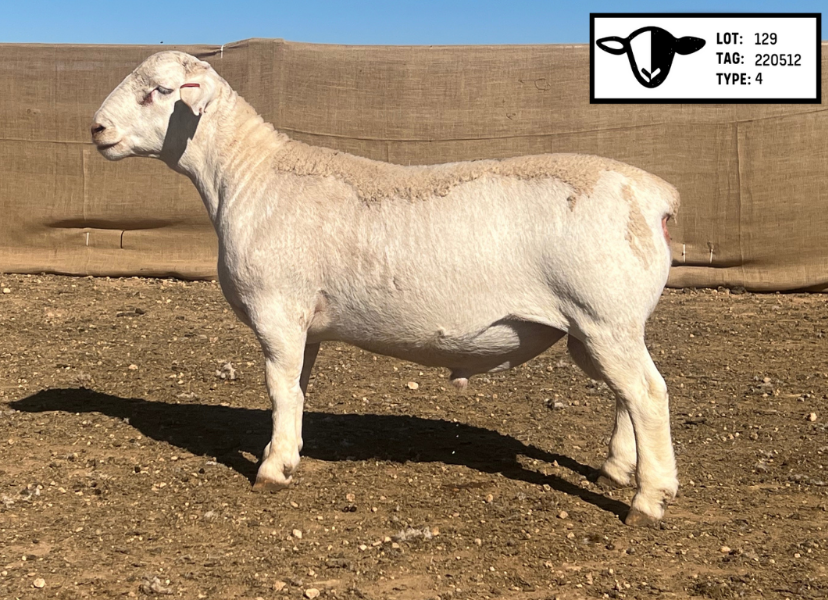 Lot 129 - 220512 | AuctionsPlus