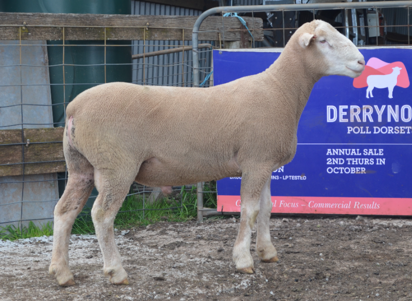 Lot 46 - Ram Tag - 220940 | AuctionsPlus