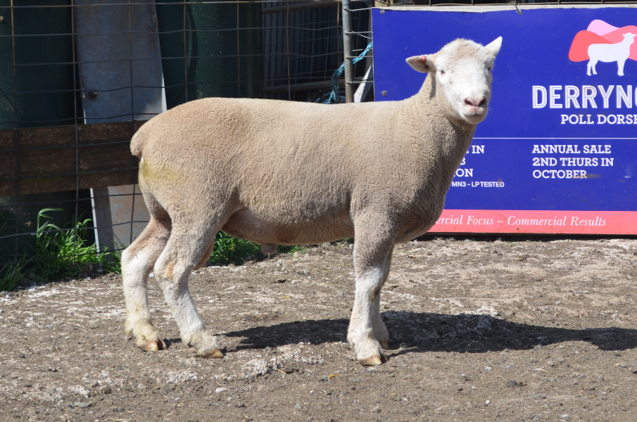 Lot 153 - Flock Ram Tag - 220223 | AuctionsPlus