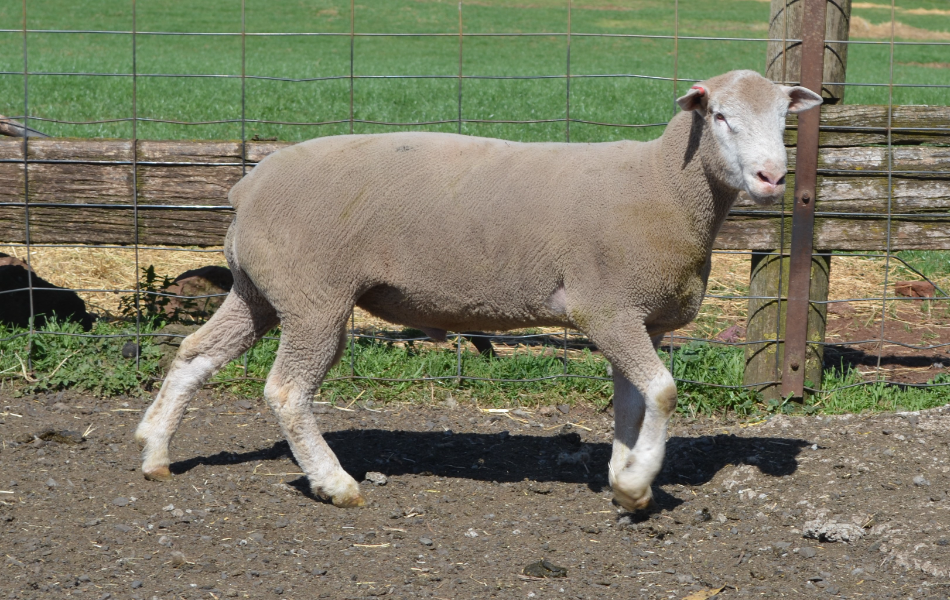Lot 162 - Flock Ram Tag - 221227 | AuctionsPlus
