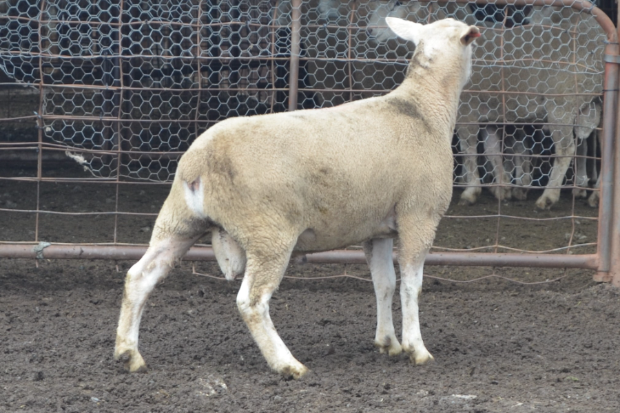 Lot 218 - Maternal Ram Tag - 221271 | AuctionsPlus