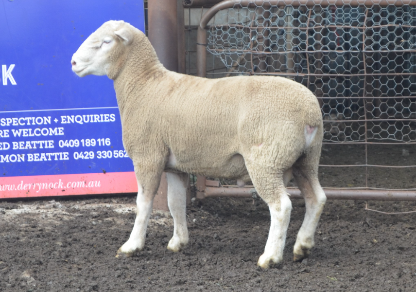 Lot 219 - Maternal Ram Tag - 220523 | AuctionsPlus