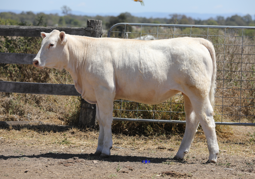 Lot 24 - BRENDALE HAYLEY T80 (P) (R/F) | AuctionsPlus