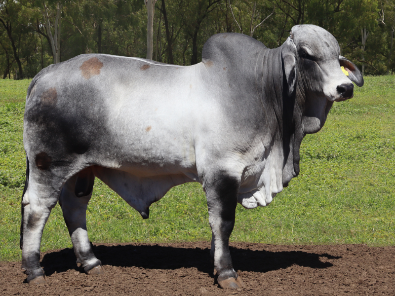 Lot 53 - ANNAVALE GOOSE 1260 (H) | AuctionsPlus