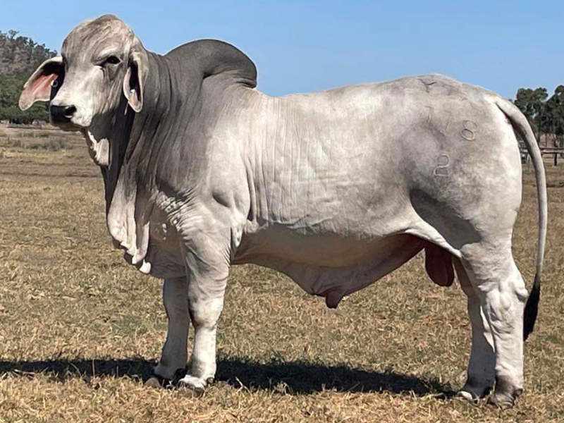 Lot 75 - GLENGARRY S WIPE OUT 118 (PS) | AuctionsPlus