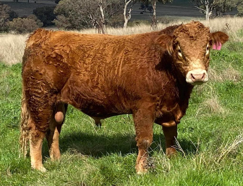 Lot 124 - 20x Semen Straws: GL LIVESTOCK RAZZIES RUMBLE (P) (RF ...