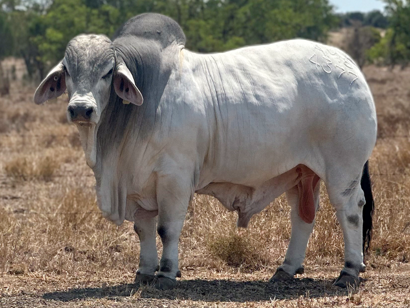 Lot 7 - VAROSSA MR AXEL 4377 (AI) (H) | AuctionsPlus