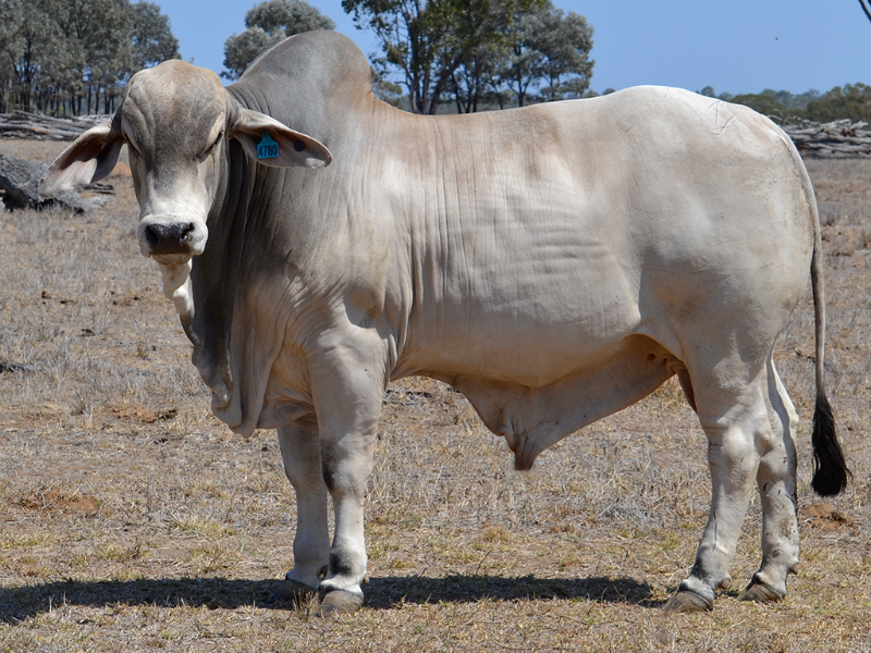 Lot 91 - BATANDRA THEODORE 4780 (PS) | AuctionsPlus