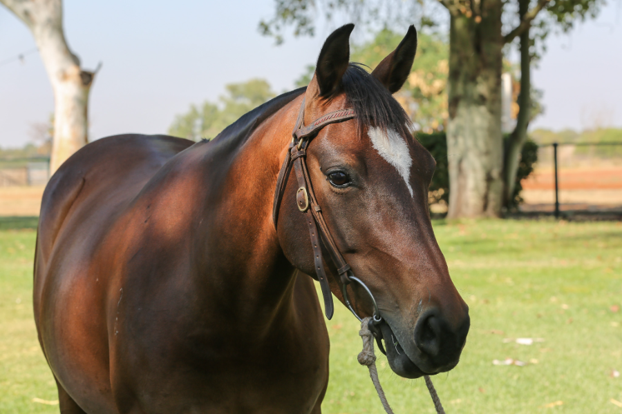 Lot 149 - BILLCURRA COOL ACRES | AuctionsPlus