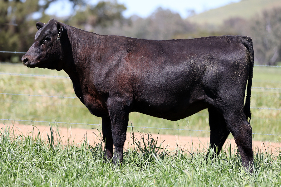 Lot 23 - KO MOONGARRA U210 | AuctionsPlus