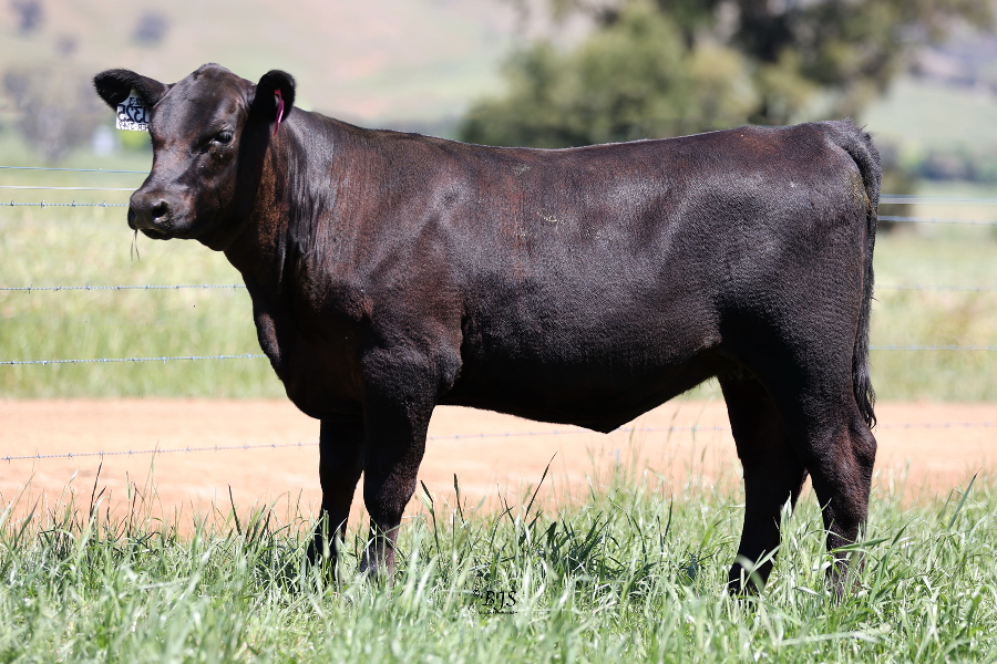 Lot 40 - KO MISS VEGAS U325 | AuctionsPlus