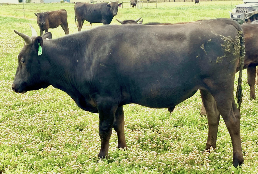 Lot 56 - LISHEEN T6 | AuctionsPlus