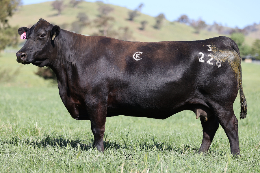 Lot 7 - Embryo Package - Dunoon Prime Minister P758/Murdeduke ...
