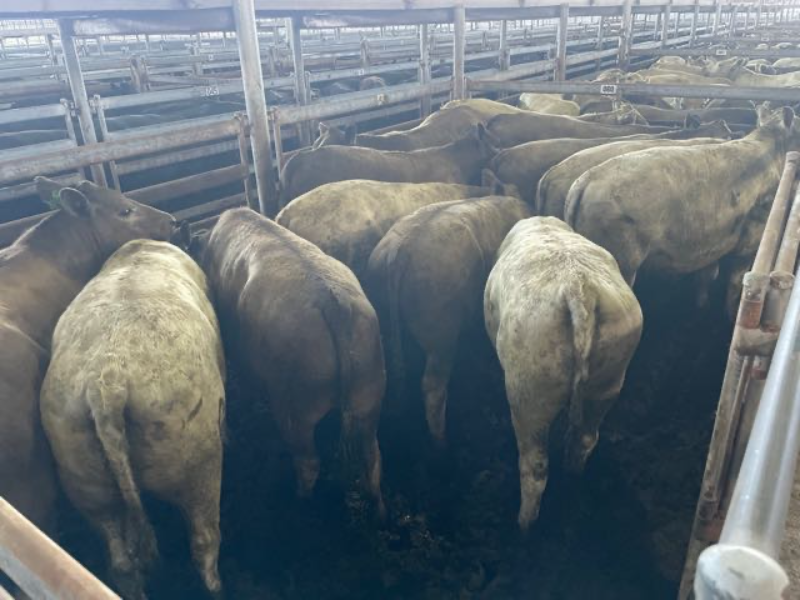Pen 60-61-N - 27 Murray Grey Grown Steers 545.9kg (Total 14740kg ...