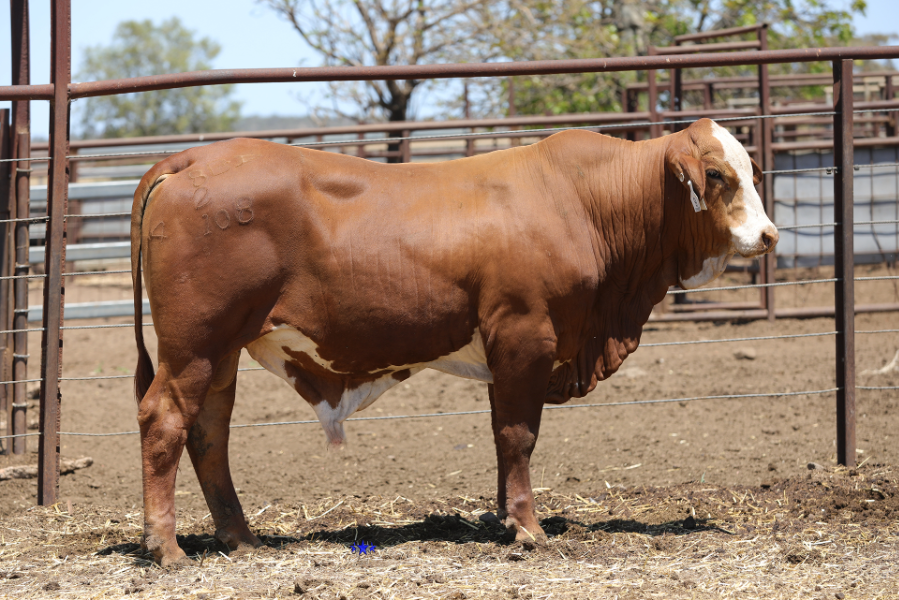 Lot 9 - Bendemeer BENT2108 | AuctionsPlus