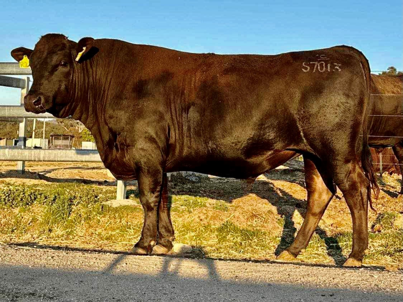 Lot 122A - 3 Straws x CARNANA STATION GOLDFINGER S7013 (ET) | AuctionsPlus