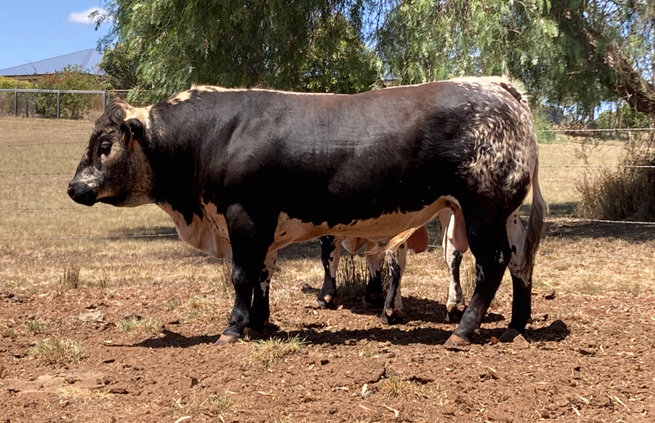 Lot 13 - Jagera 985 | AuctionsPlus