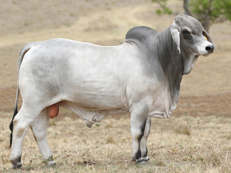 Lot 82 - TOY BOY FLYNN (H) | AuctionsPlus