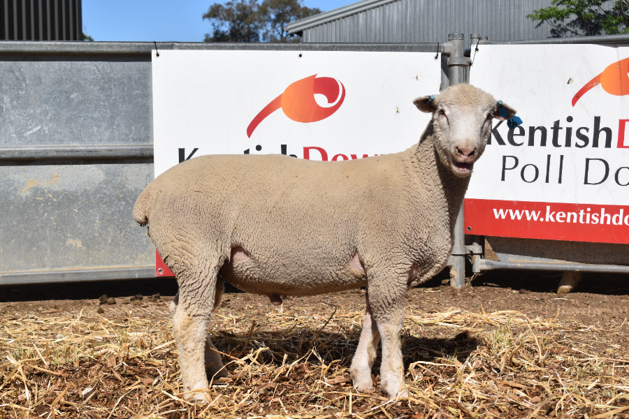 Lot 56 - Tag: 230877 | AuctionsPlus