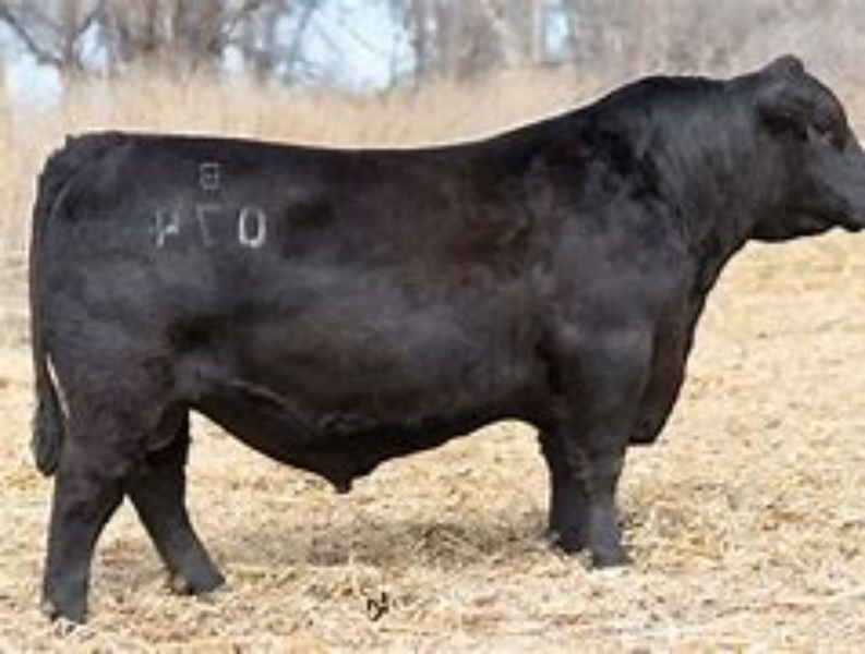 Lot 139 - Embryo Package - BALDRIDGE BEAST MODE B074 PV x KO DREAM K62 ...