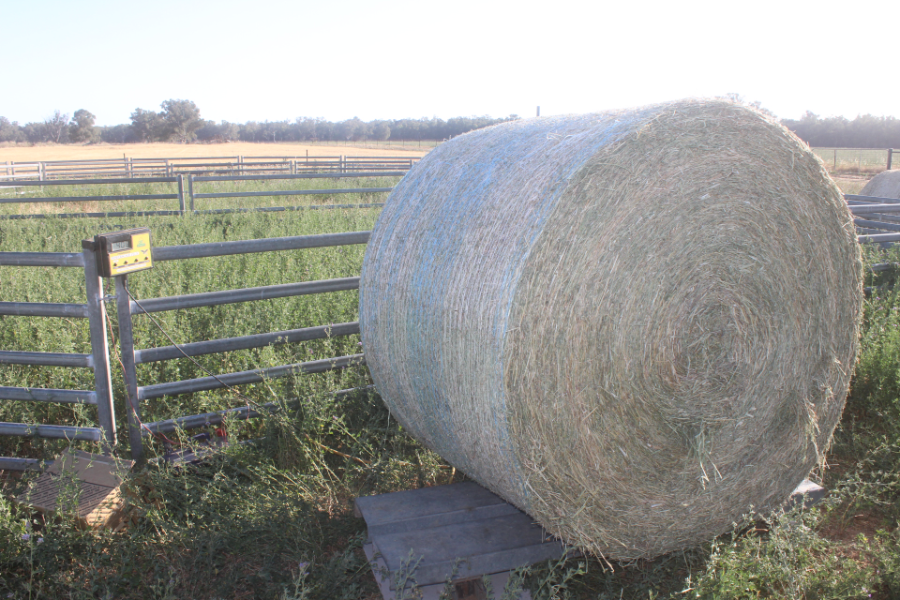 Lot 200 - 30x Bales of Lucerne Hay | AuctionsPlus