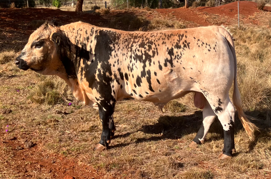 Lot 7 - Jagera 981 | AuctionsPlus