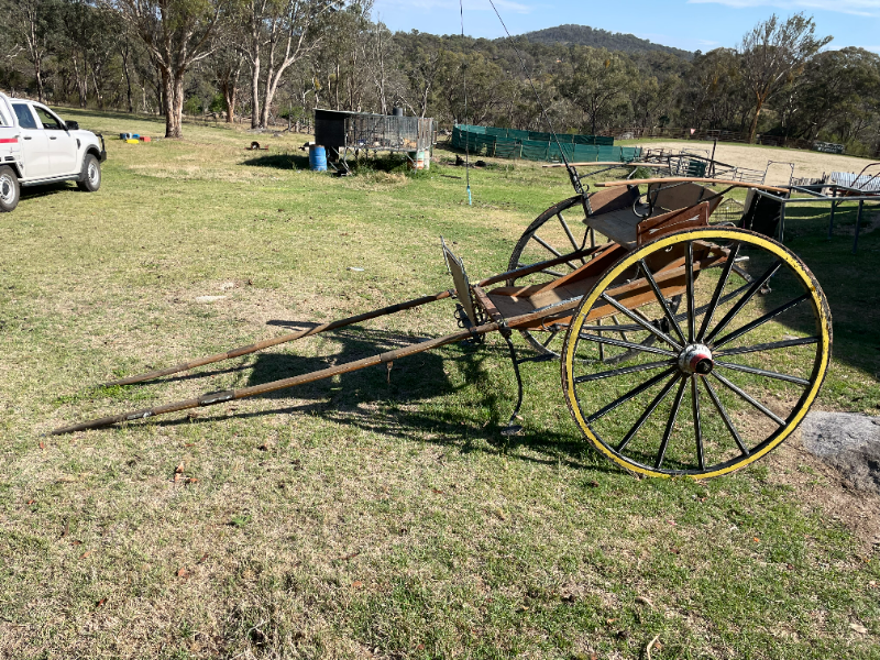 Lot 158 - Sulki | AuctionsPlus