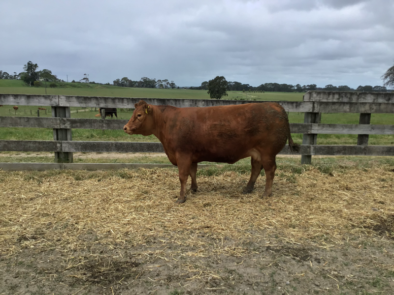 Lot 9 - Laverna Park Pretty Paula (P A U) | AuctionsPlus