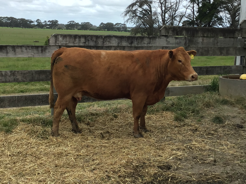 Lot 13 - Laverna Park Quince (P R AA) | AuctionsPlus