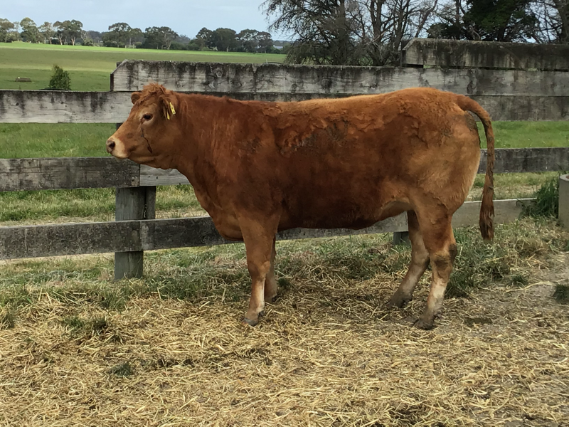 Lot 33 - Laverna Park Simone (P A U) | AuctionsPlus