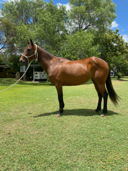 Lot 143 - MABLA SADIE - HSH | AuctionsPlus