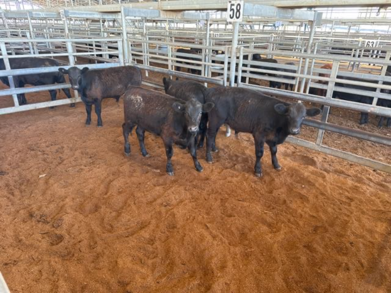 Pen 58-N - 4 Angus Cross Steers 291.3kg (Total 1165kg) | AuctionsPlus