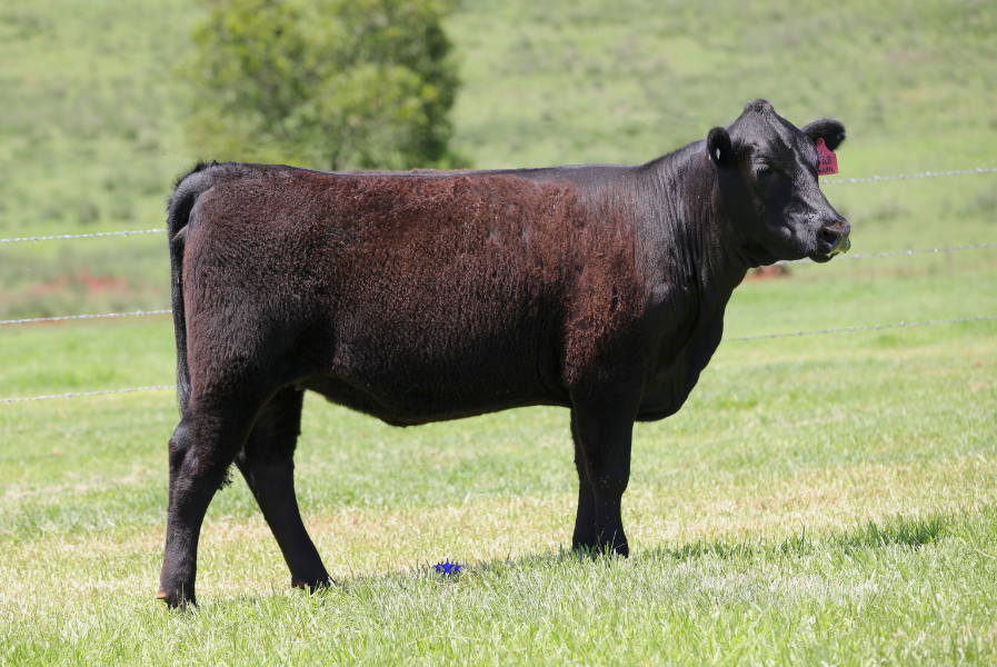 Lot 10 - RUBY RIDGE THISTLE T48 | AuctionsPlus